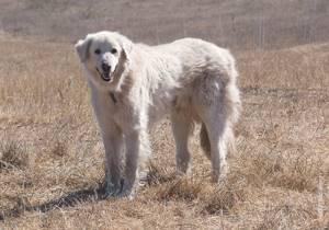 Wolfhound dogs: what they look like and how much they weigh, list of ...